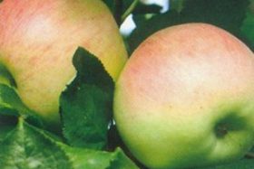 Nyári alma - Sylvestris